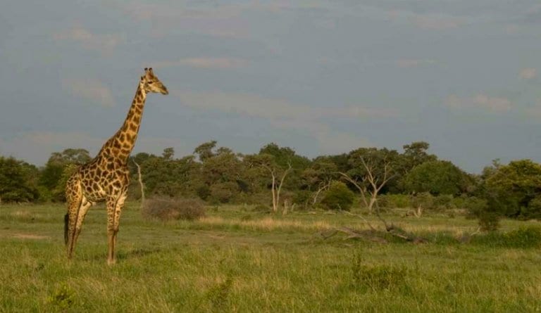 O Que Fazer em Polokwane na África - 2023 | Todas as dicas!